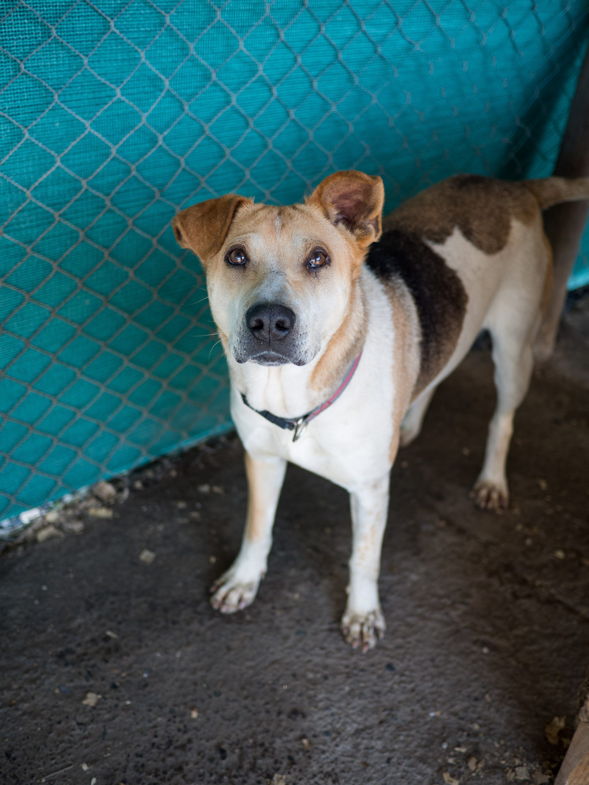 Mascotas Archive - Masterdog